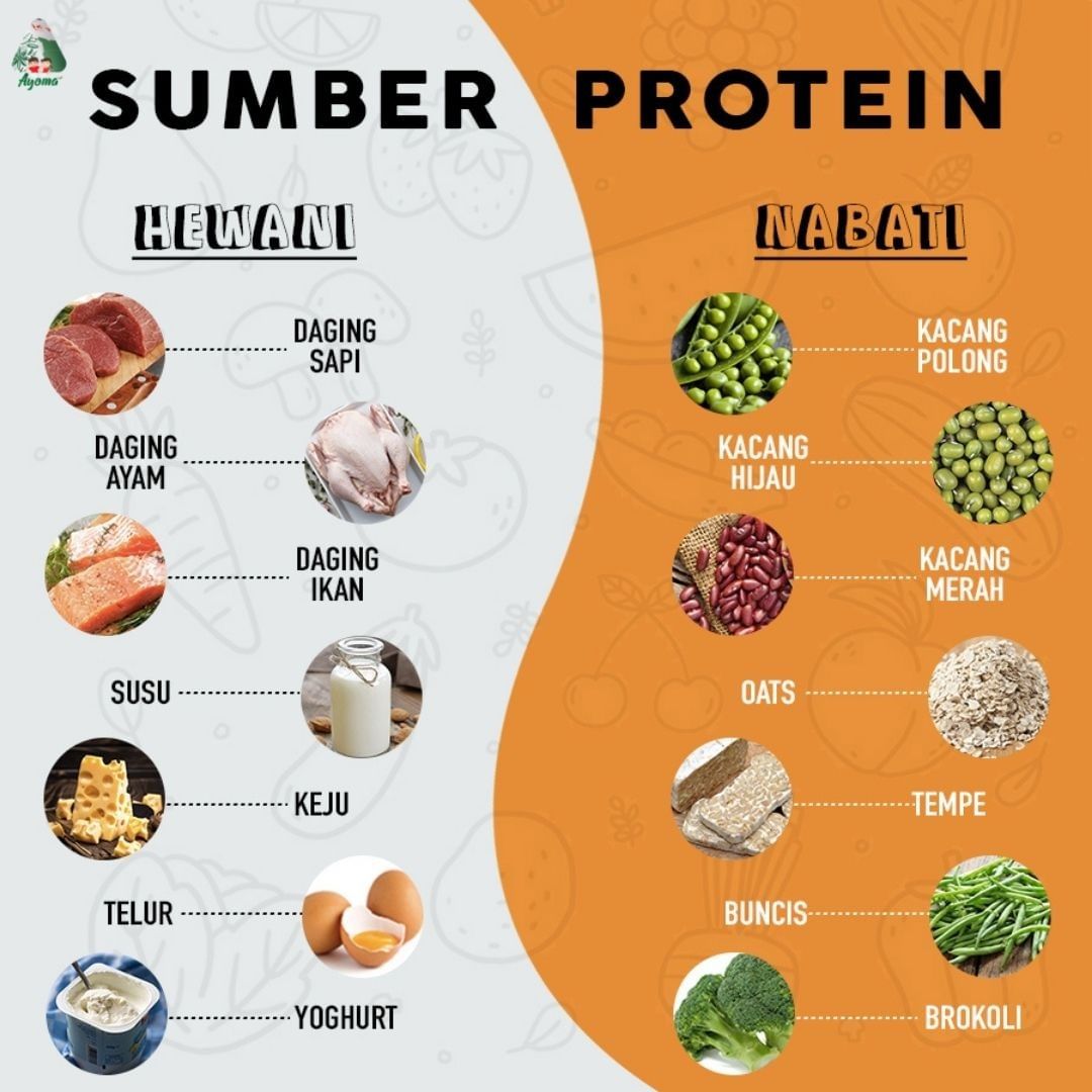 Pentingkah Protein Bagi Tubuh? – Ayo-Ma