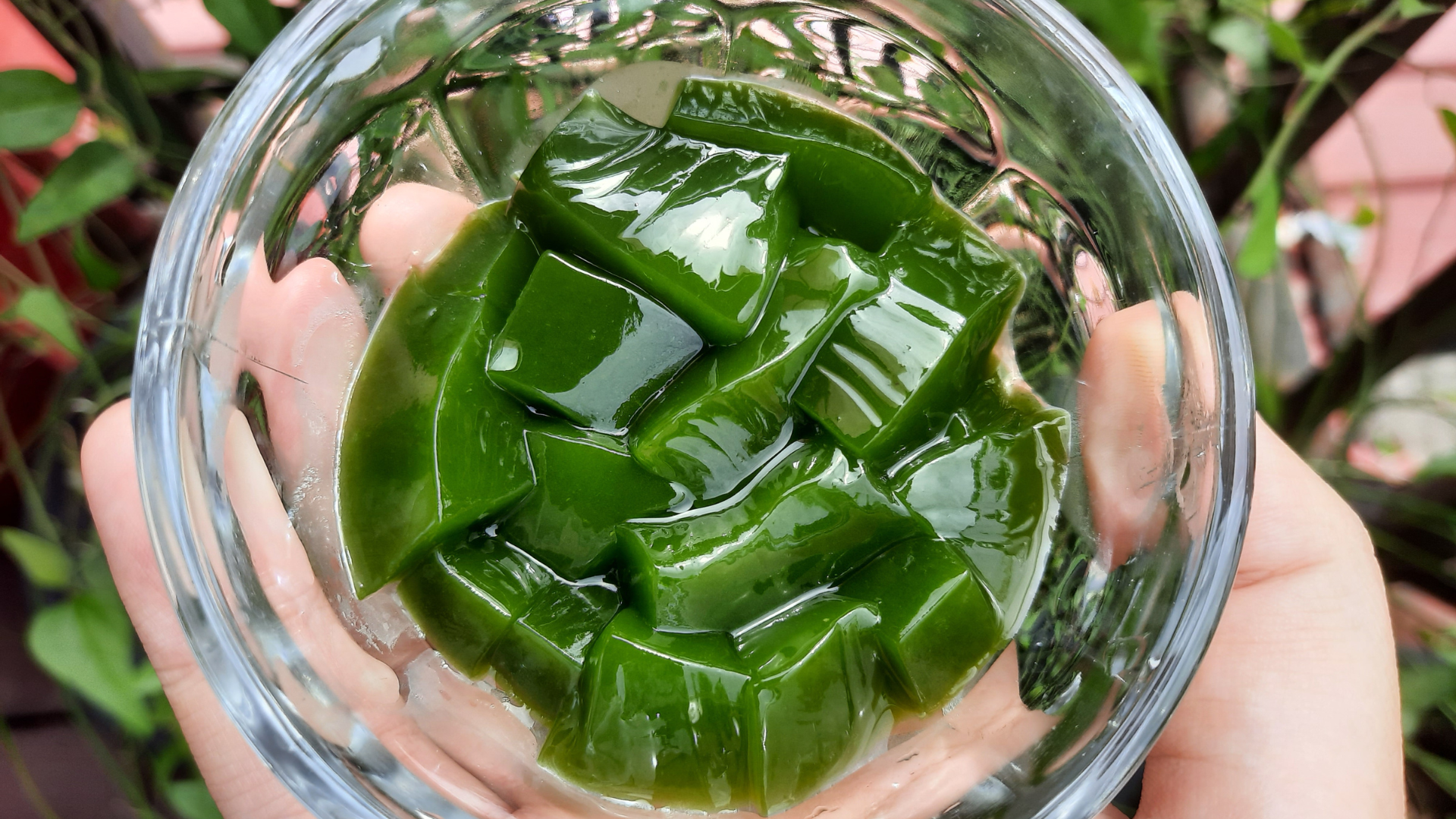 Green Grass Jelly: High in Chlorophyll and Soluble Fiber - Ayo-Ma